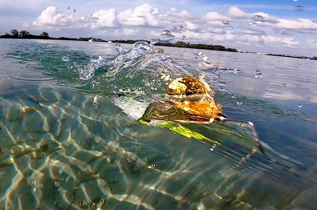 What's all the buzz about? – Advantage Bait